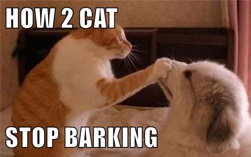 HOW 2 CAT STOP BARKING - Lolcats - lol | cat memes | funny cats | funny ...