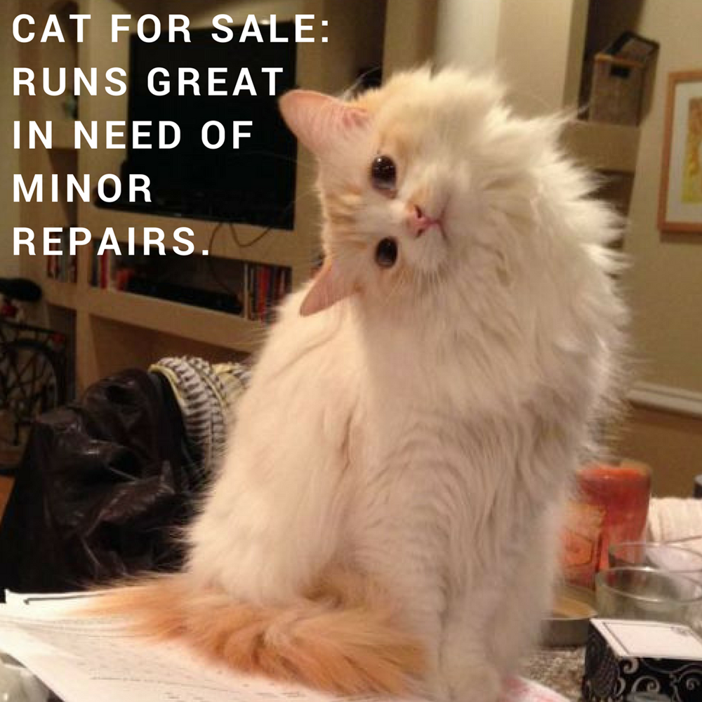 Cat For Sale - Lolcats - lol | cat memes | funny cats | funny cat ...