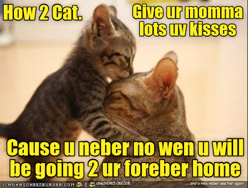 How 2 Cat. - Lolcats - lol | cat memes | funny cats | funny cat ...