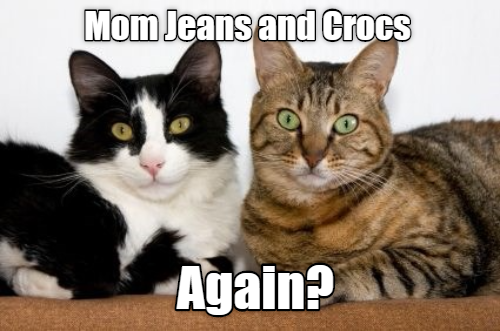Fashionista Kittehs Is Judging Your Style - Lolcats - lol | cat memes ...