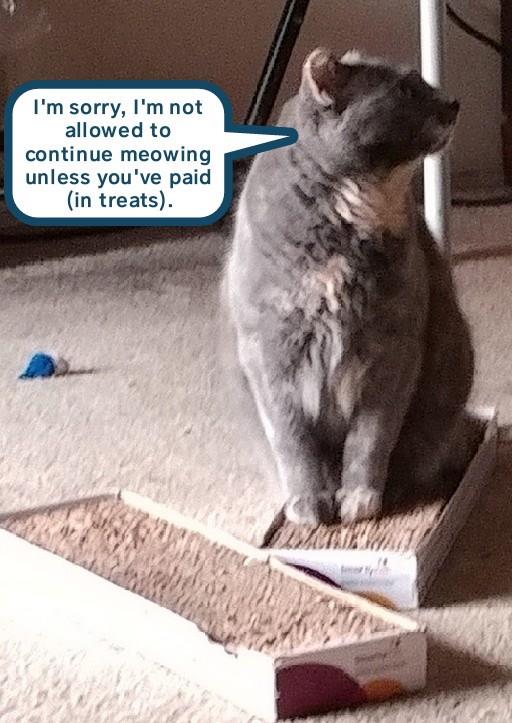 Monty Python kitteh - Lolcats - lol | cat memes | funny cats | funny ...