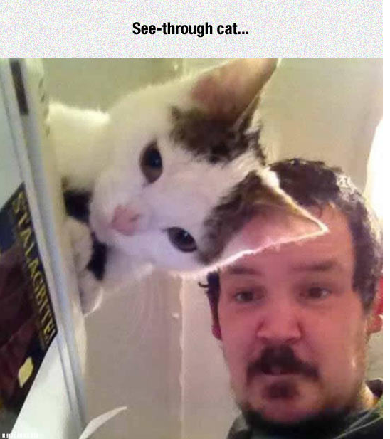 Partial Invisibility - I Can Has Cheezburger?