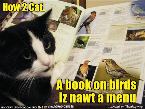 How 2 Cat. - Lolcats - lol | cat memes | funny cats | funny cat ...