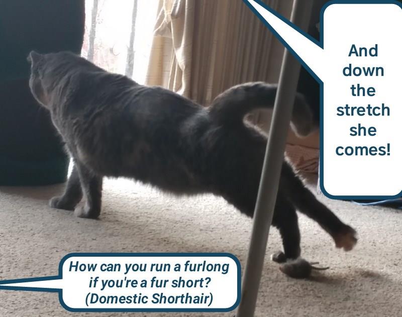 And down the stretch she comes! - Lolcats - lol | cat memes | funny ...