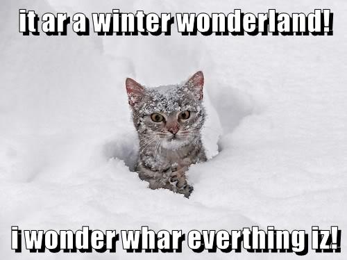 It ar a winter wonderland! - Lolcats - lol | cat memes | funny cats ...