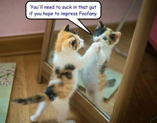 Mirror, mirror - Lolcats - lol | cat memes | funny cats | funny cat ...