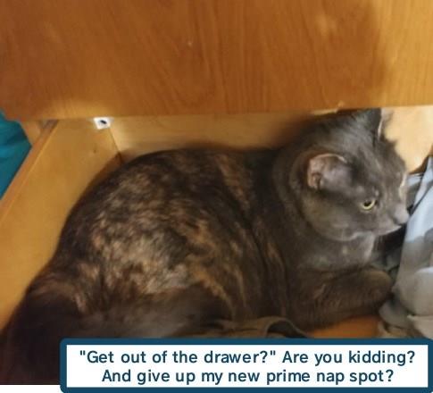 It's my drawer now - Lolcats - lol | cat memes | funny cats | funny cat ...