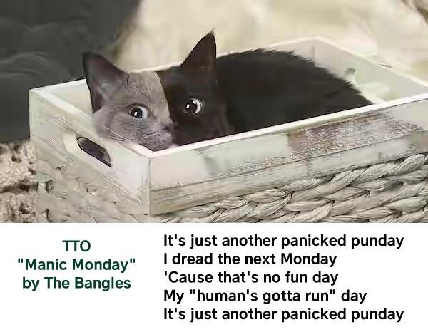 "Monday Cometh" - Lolcats - lol | cat memes | funny cats | funny cat ...