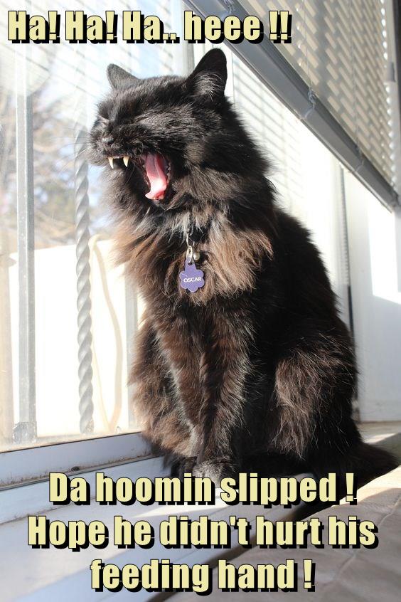 Ha! Ha! Ha.. heee !! - Lolcats - lol | cat memes | funny cats | funny ...