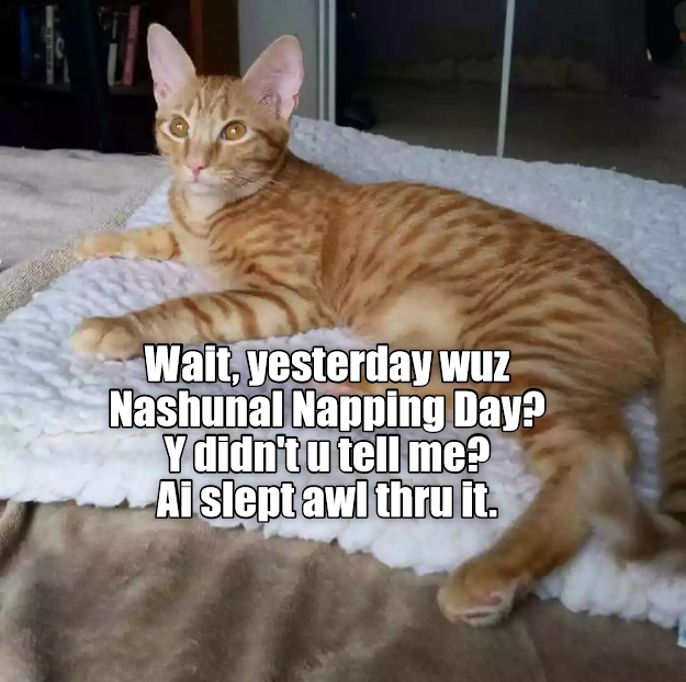 Missed National Nap Day - Lolcats - lol | cat memes | funny cats ...