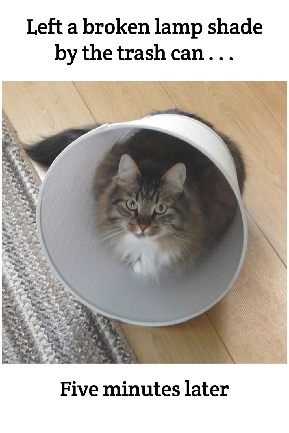 Five minutes later - Lolcats - lol | cat memes | funny cats | funny cat ...