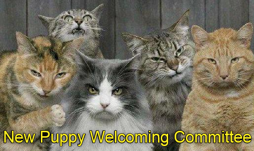 New Puppy Welcoming Committee - Lolcats - lol | cat memes | funny cats ...