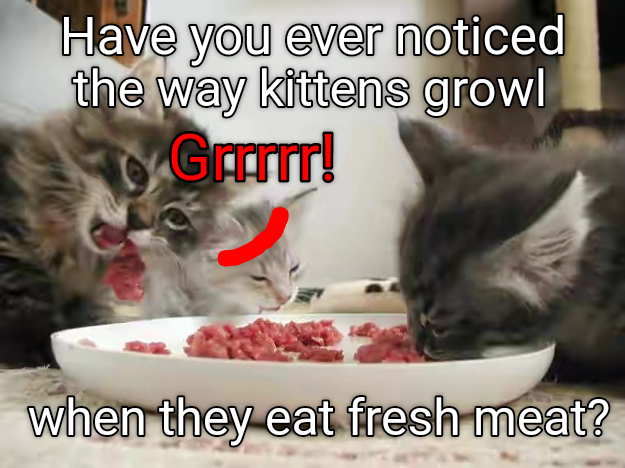 Canned meat doesn't make them act like this at all! - Lolcats - lol ...