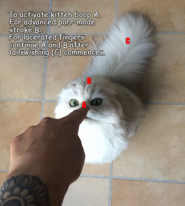 Instructions for the inexperienced user - Lolcats - lol | cat memes ...