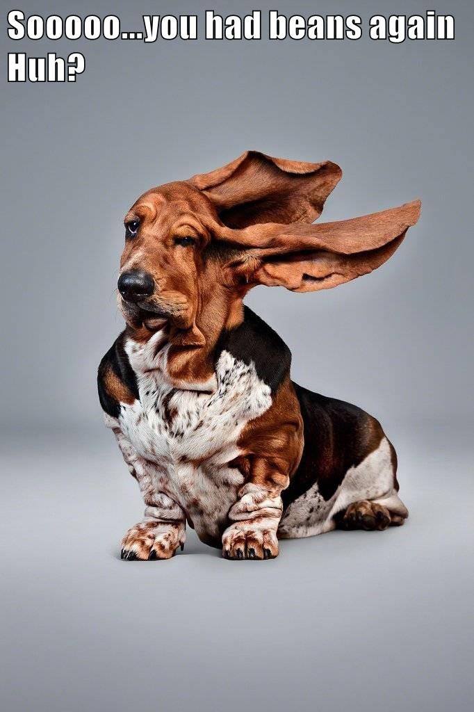 Sooooo...you had beans again Huh? - I Has A Hotdog - Dog Pictures ...