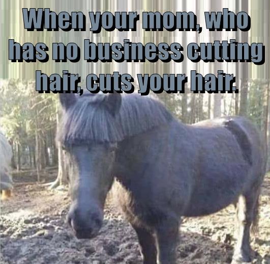 When your mom cuts your hair. - Animal Comedy - Animal Comedy, funny ...