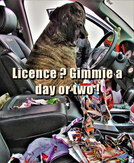 Licence ? Gimmie a day or two ! - I Has A Hotdog - Dog Pictures - Funny ...
