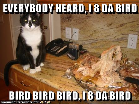 I 8 DA BIRD BIRD BIRD BIRD, - Lolcats - lol | cat memes | funny cats ...