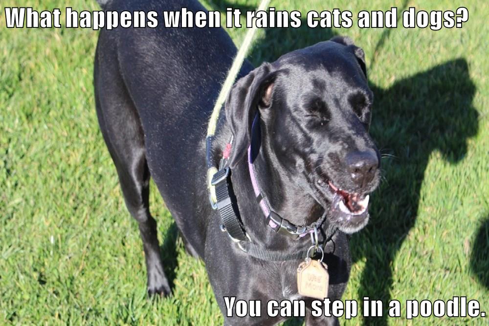 What happens when it rains cats and dogs? - I Has A Hotdog - Dog ...