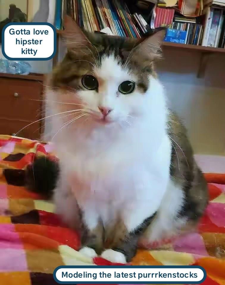 Gotta love hipster kitty - Lolcats - lol | cat memes | funny cats ...