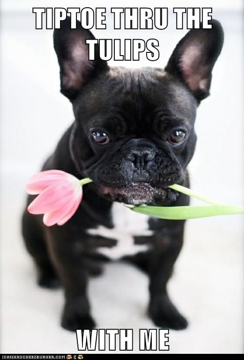 TIPTOE THRU THE TULIPS WITH ME - I Has A Hotdog - Dog Pictures - Funny ...