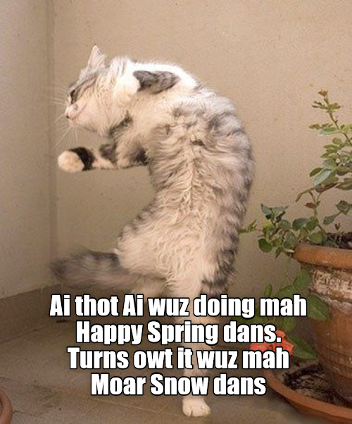 Wrong Dance Kitteh - Lolcats - lol | cat memes | funny cats | funny cat ...