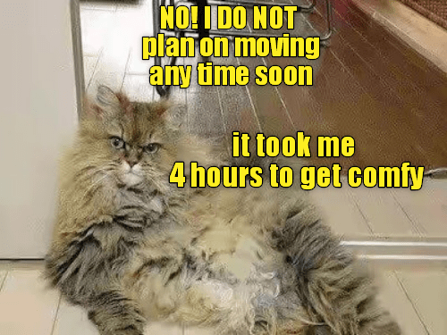 what an unreasonable request - Lolcats - lol | cat memes | funny cats ...