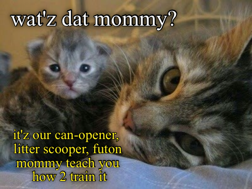 learning curve 4 kittehz - Lolcats - lol | cat memes | funny cats ...