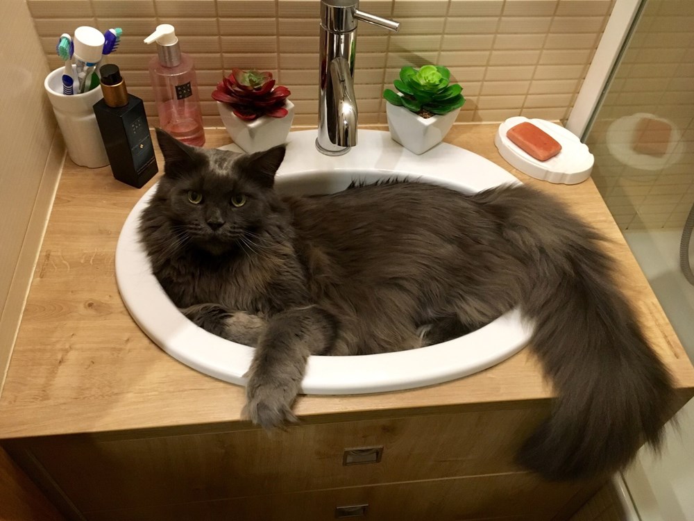 Cat Spa - Cats N' Kittens - Cat Pictures - Cute Kittens