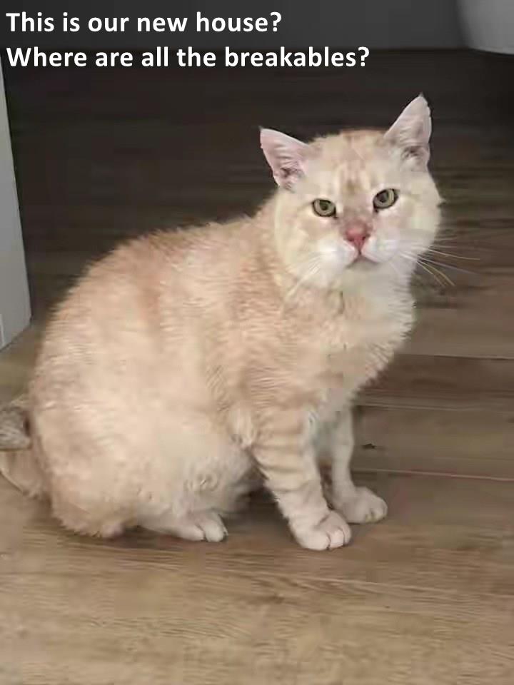 Where are all the breakables? - Lolcats - lol | cat memes | funny cats ...