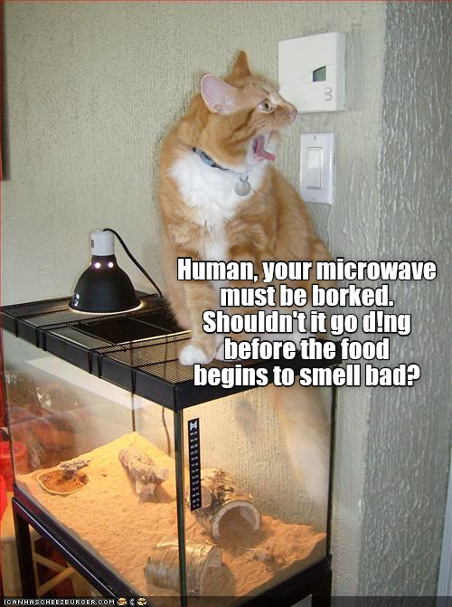 I'm not sure I want to eat that anymore - Lolcats - lol | cat memes ...