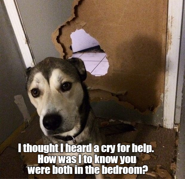 A cry for help - I Has A Hotdog - Dog Pictures - Funny pictures of dogs ...