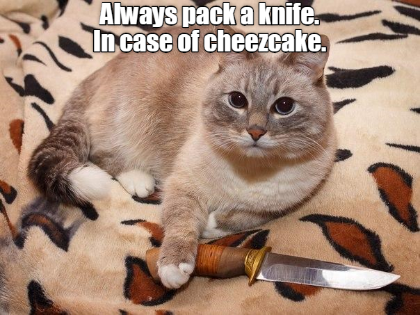 Whew! - Lolcats - lol | cat memes | funny cats | funny cat pictures ...