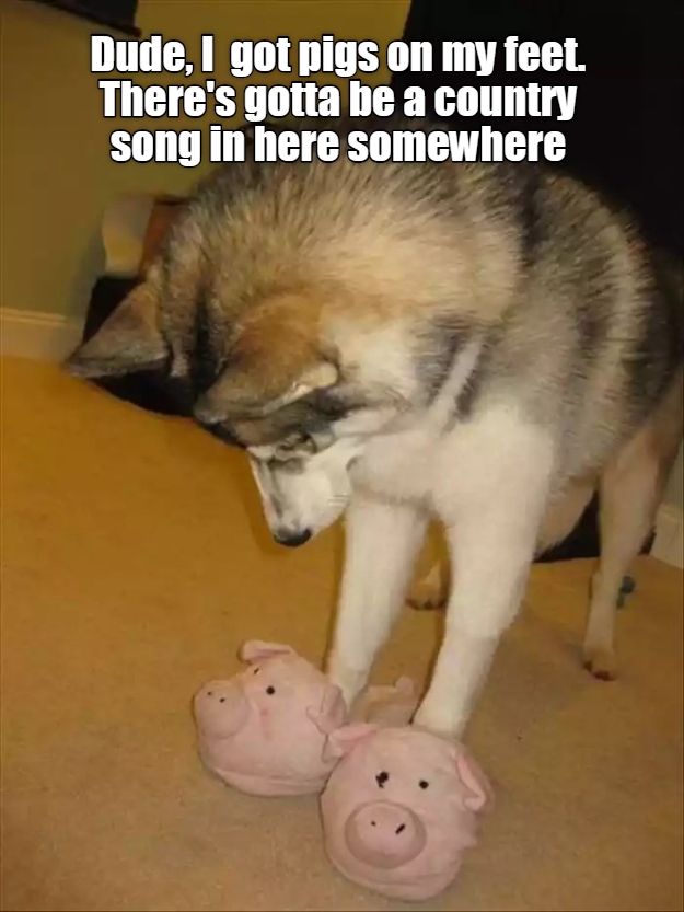 Pigs on feet - I Has A Hotdog - Dog Pictures - Funny pictures of dogs ...