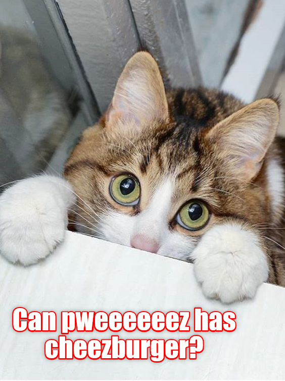 Intence begging mode: Activated - Lolcats - lol | cat memes | funny cats | funny cat pictures ...