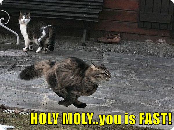 HOLY MOLY..you is FAST! - Lolcats - lol | cat memes | funny cats ...