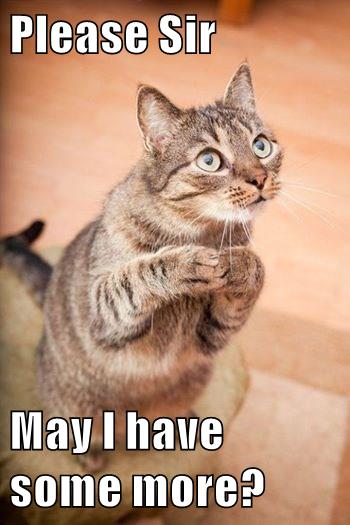 Please Sir May I have some more? - Lolcats - lol | cat memes | funny ... Please Sir May I have some more? - Lolcats - lol | cat memes | funny ...