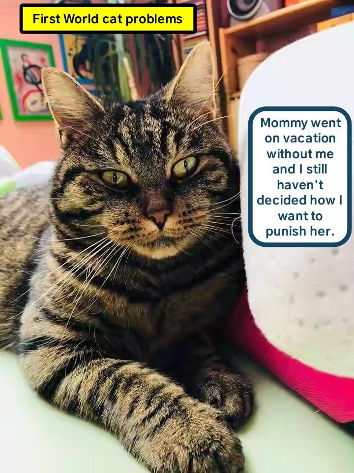 First World cat problems - Lolcats - lol | cat memes | funny cats ...