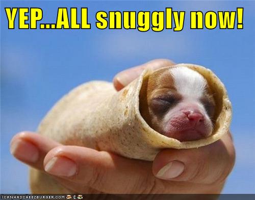 YEP...ALL snuggly now! - I Has A Hotdog - Dog Pictures - Funny pictures ...