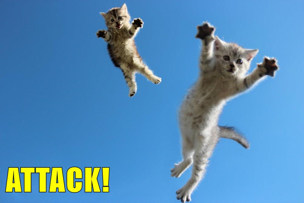 ATTACK! - Lolcats - lol | cat memes | funny cats | funny cat pictures ...
