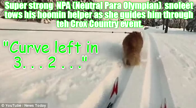 VERY determined Vision Impared - Lolcats - lol | cat memes | funny cats ...