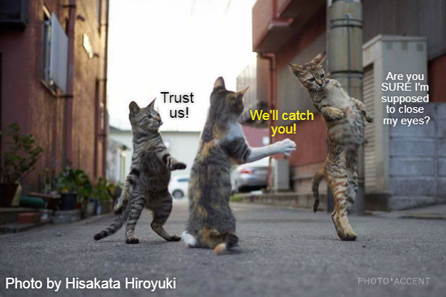 When you just can't pull the trigger on a "Trust Fall". - Lolcats - lol ...