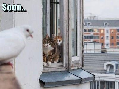 Soon.. - Lolcats - lol | cat memes | funny cats | funny cat pictures ...