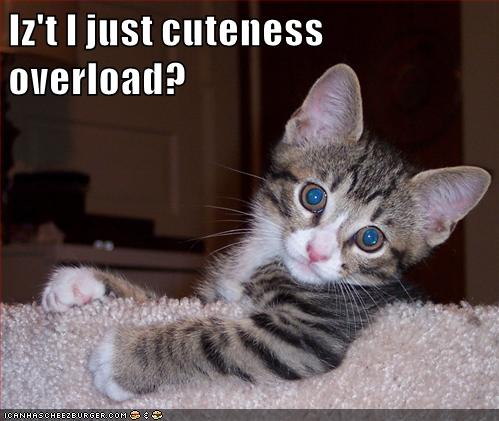Cuteness overload - Lolcats - lol | cat memes | funny cats | funny cat ...