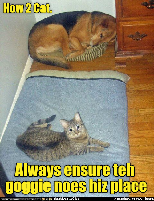 How 2 Cat. - Lolcats - lol | cat memes | funny cats | funny cat ...