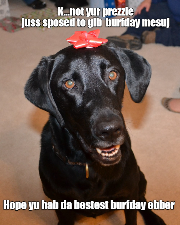 Happee Burfday Fauxpaws!!! - I Has A Hotdog - Dog Pictures - Funny ...