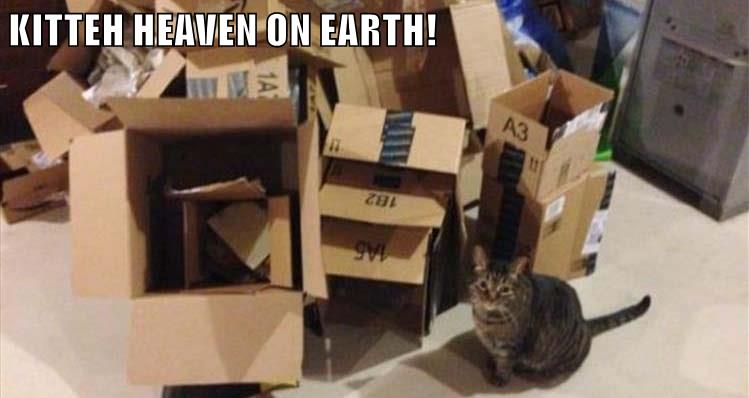 KITTEH HEAVEN ON EARTH! - Lolcats - lol | cat memes | funny cats ...