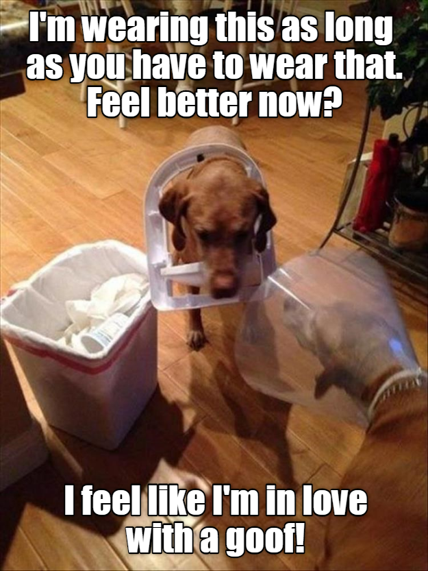 Supportive Dog goes the extra mile... - I Has A Hotdog - Dog Pictures ...