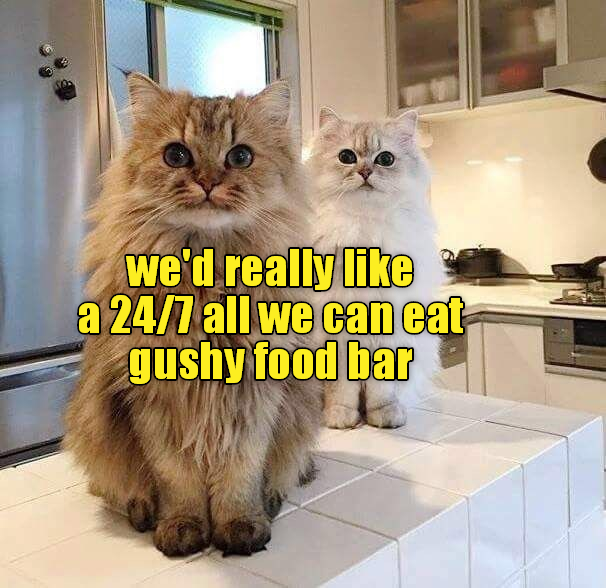 Just a simple request - Lolcats - lol | cat memes | funny cats | funny ...