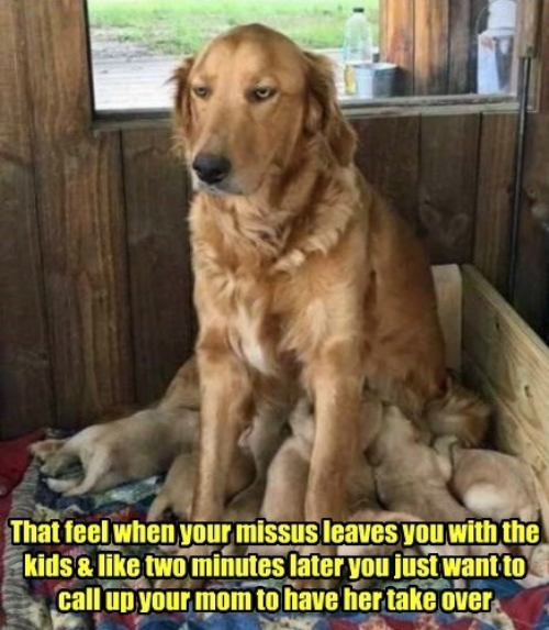 Overwhelmed dad is overwhelmed - I Has A Hotdog - Dog Pictures - Funny ...